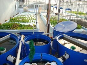 How to Monitor Water Quality in Aquaponics Systems | Sensorex